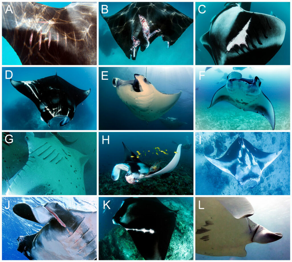Sublethal injuries to Maldives manta rays - Save Our Seas Foundation