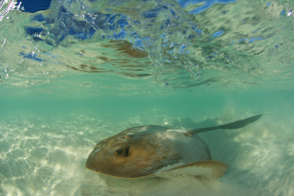 Stingrays: Finding sanctuary in the shallows - Save Our Seas Foundation