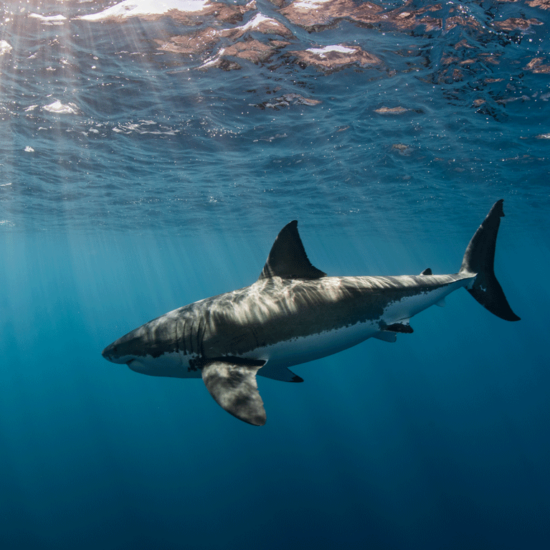 Shark Conservation Fund - Save Our Seas Foundation