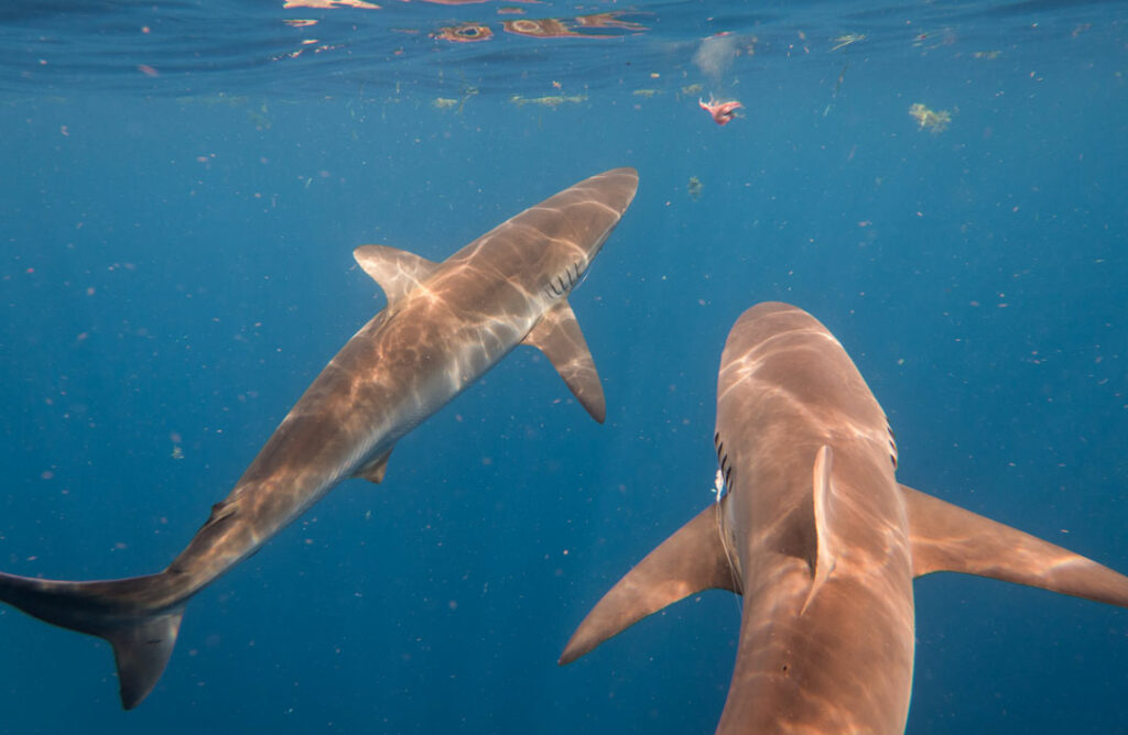 202205_Blog_IM03_Adult-silky-sharks-inspect-bait-far-offshore-(Photo ...