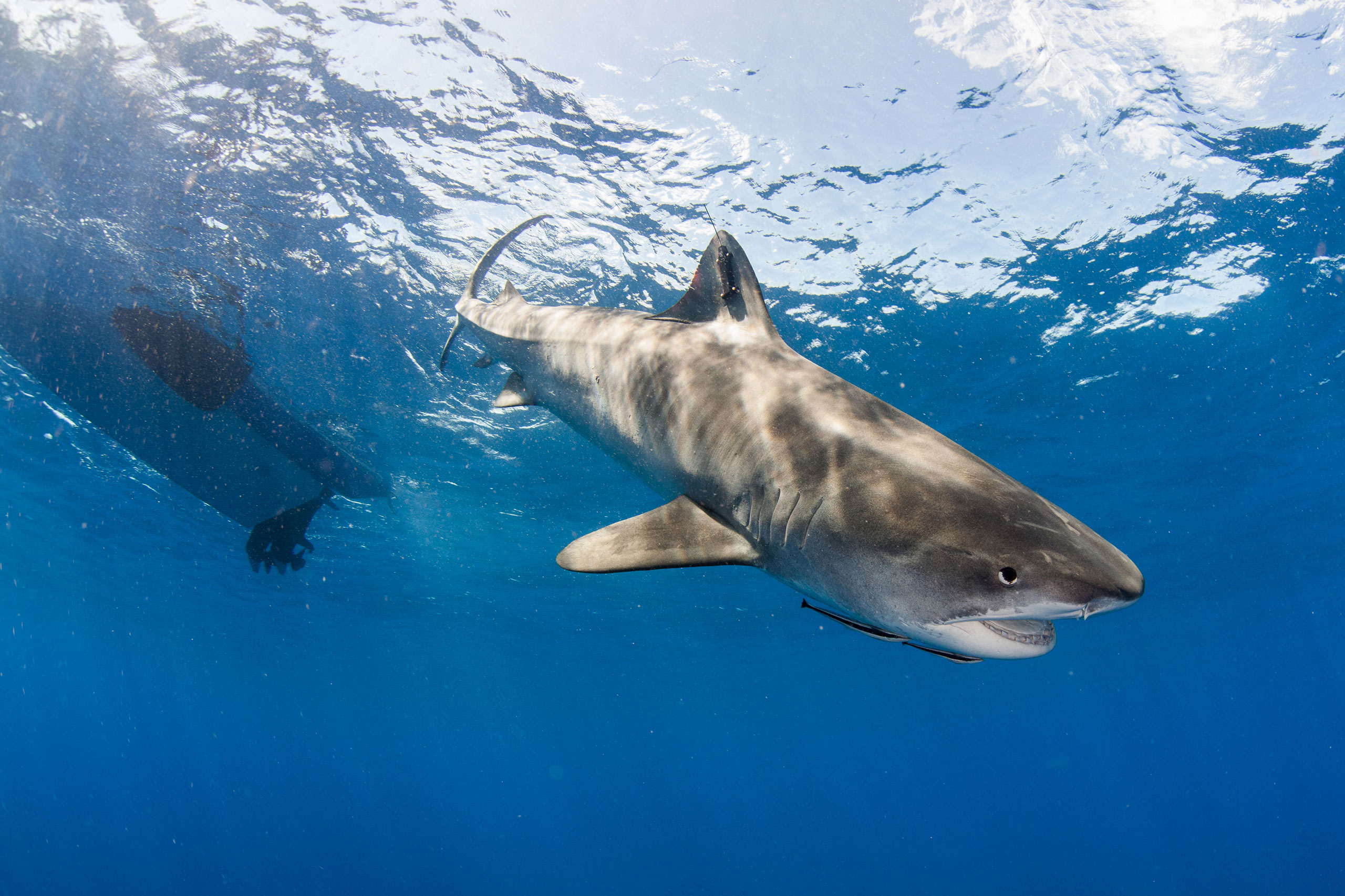 Celebrating an ocean stewardship success - Save Our Seas Foundation