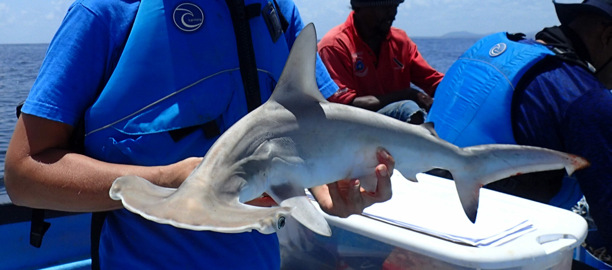 The challenges of shark fishing - Save Our Seas Foundation