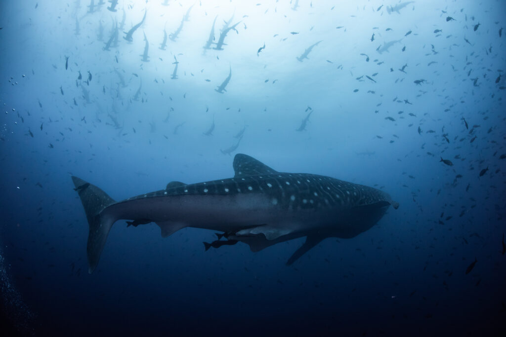 Winning back wilderness - Save Our Seas Foundation