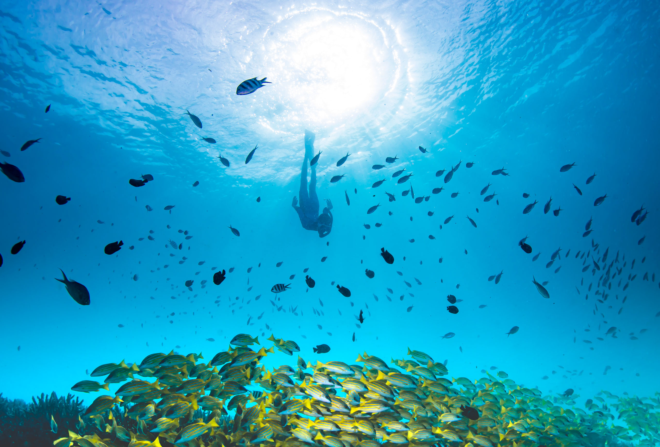 A decade at the D’Arros Research Centre - Save Our Seas Foundation