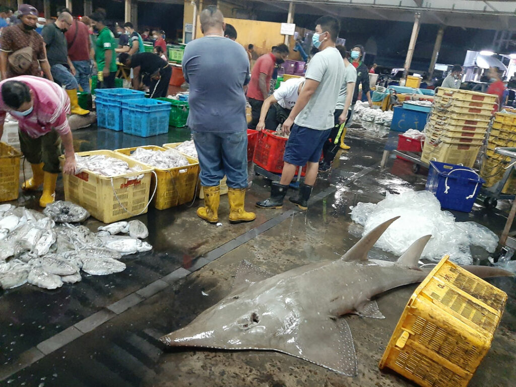 The quest for the endangered bottlenose wedgefish - Save Our Seas ...