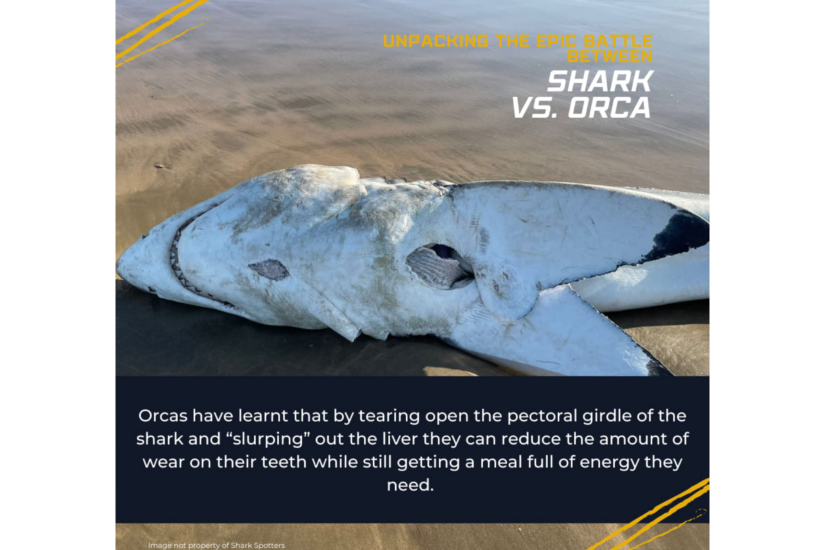 Unpacking the epic battle between sharks and orcas in South Africa ...