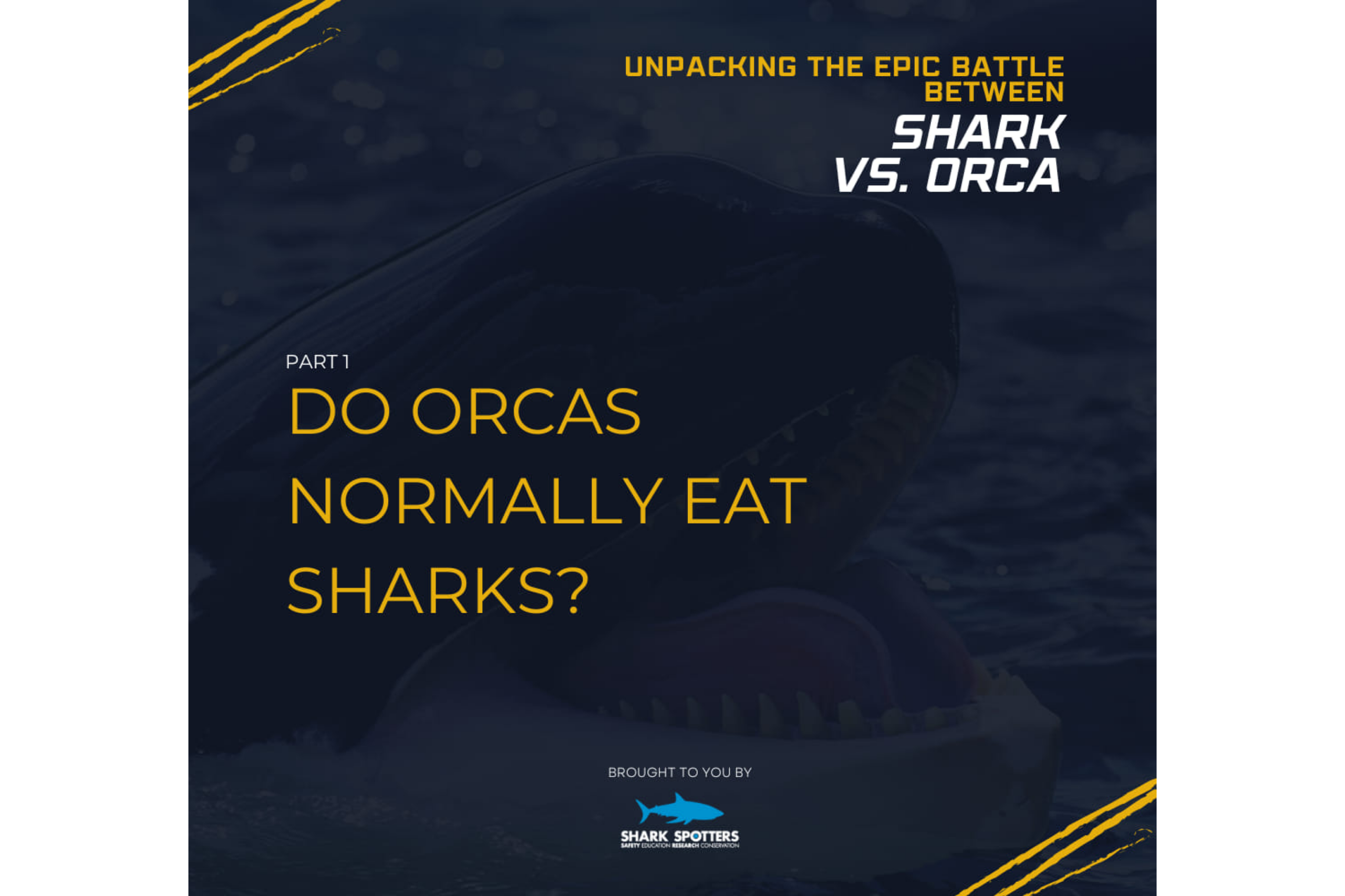 Shark vs Orca_Car-1_ - Save Our Seas Foundation