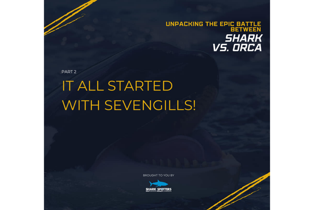 Unpacking the epic battle between sharks and orcas in South Africa ...