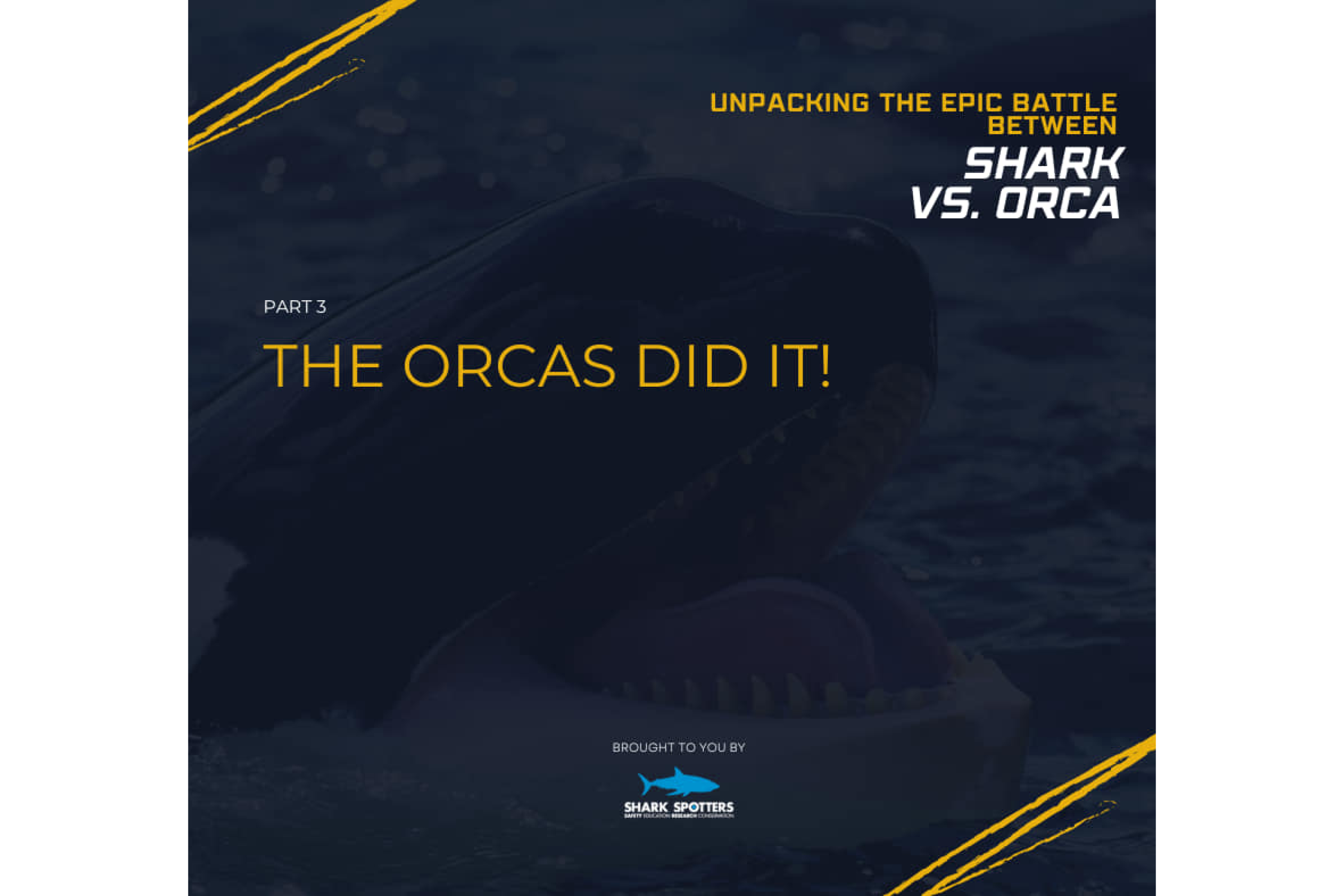 Shark vs Orca_Car-3_1 - Save Our Seas Foundation