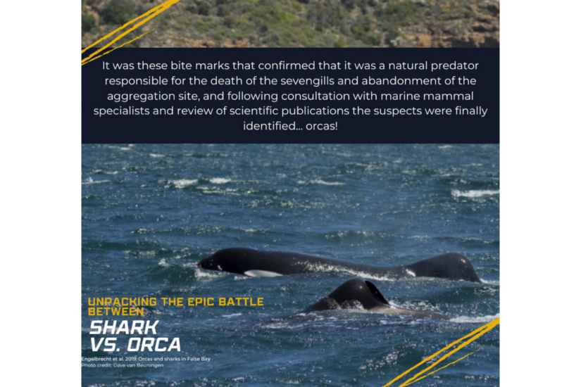 Unpacking the epic battle between sharks and orcas in South Africa ...
