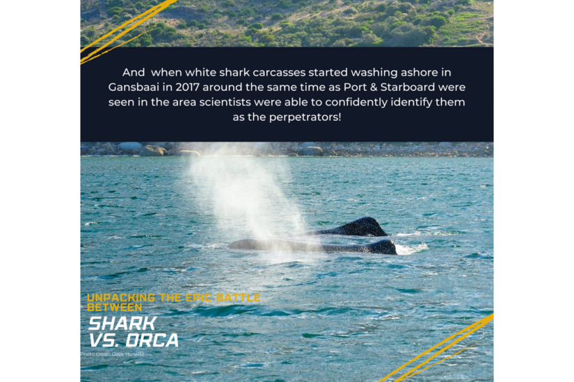 Unpacking the epic battle between sharks and orcas in South Africa ...