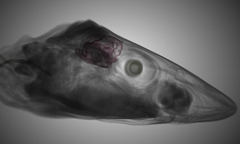 The enigmatic ears of sharks and rays - Save Our Seas Foundation