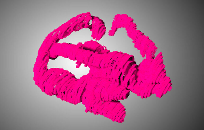 The enigmatic ears of sharks and rays - Save Our Seas Foundation