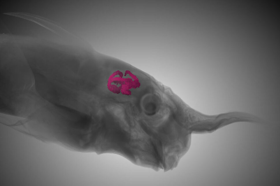 The enigmatic ears of sharks and rays - Save Our Seas Foundation