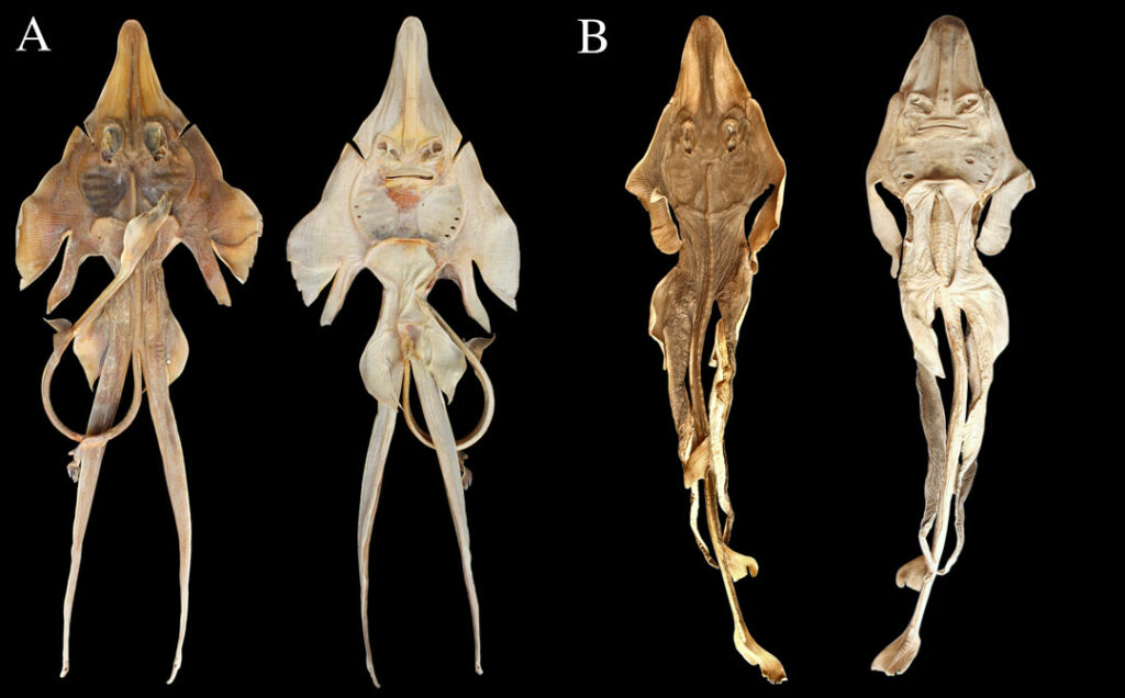 Guitarfish: from mythical creatures to alternative medicines - Save Our ...