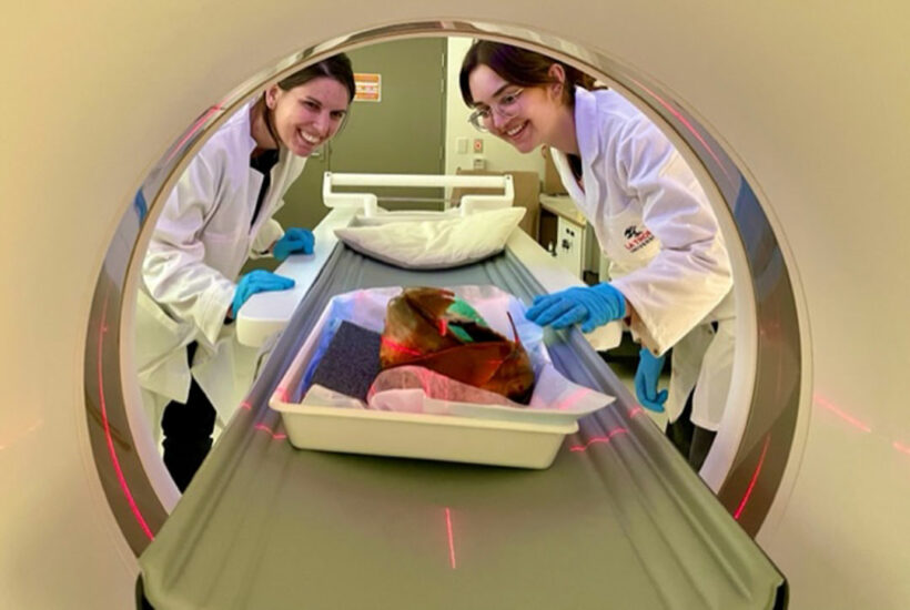 The enigmatic ears of sharks and rays - Save Our Seas Foundation