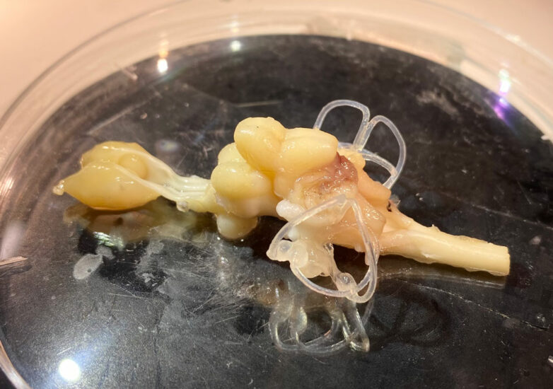 The enigmatic ears of sharks and rays - Save Our Seas Foundation