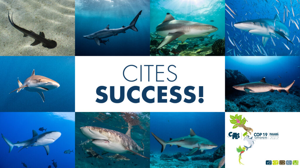 Landmark vote for sharks - Save Our Seas Foundation