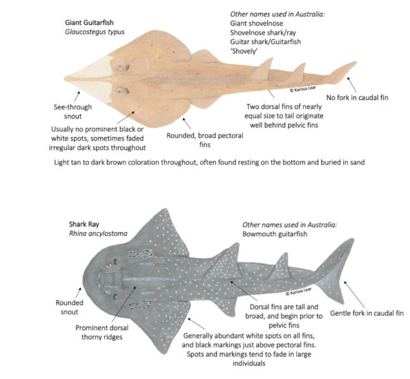 How do you identify a wedgefish? - Save Our Seas Foundation