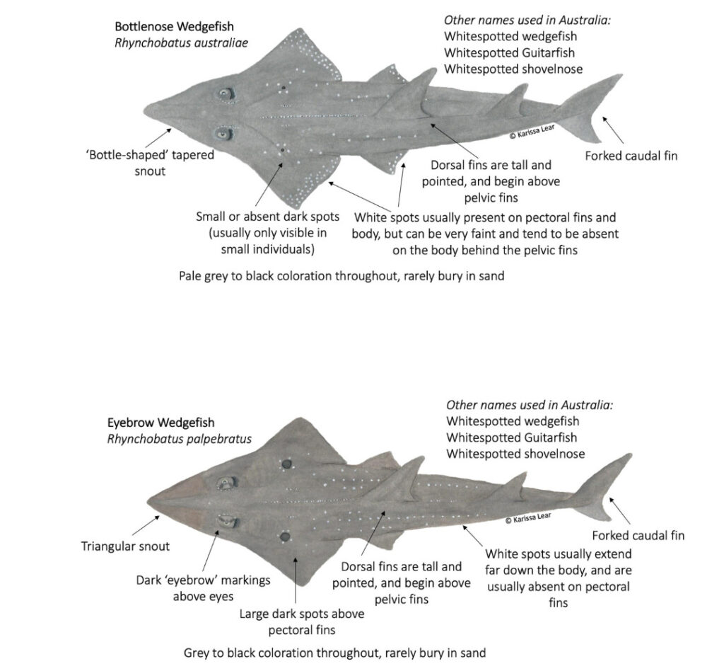 How do you identify a wedgefish? - Save Our Seas Foundation