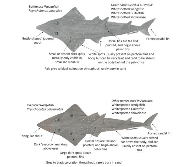 How do you identify a wedgefish? - Save Our Seas Foundation