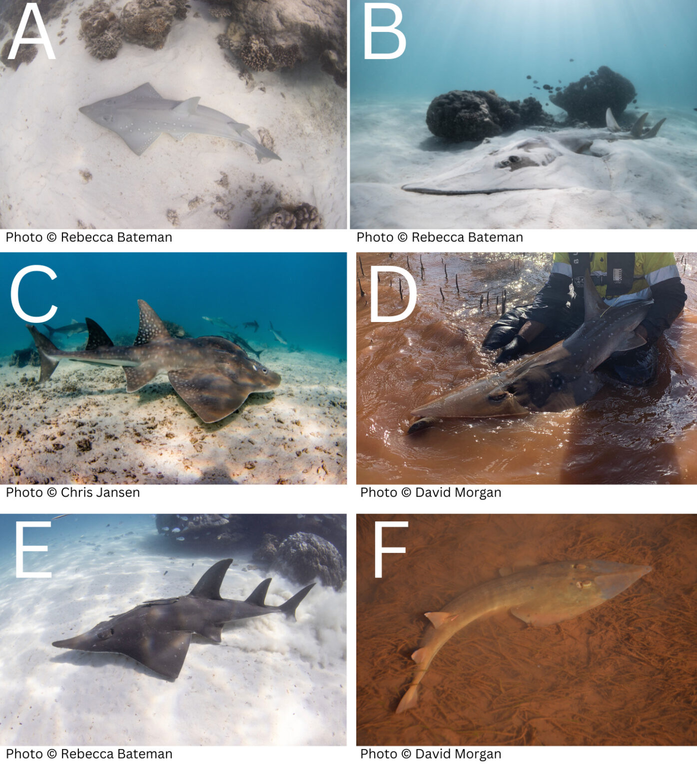 How do you identify a wedgefish? - Save Our Seas Foundation