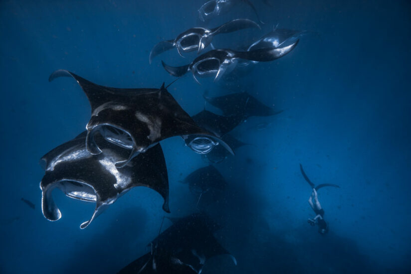 The recipe for manta mass-feeding - Save Our Seas Foundation