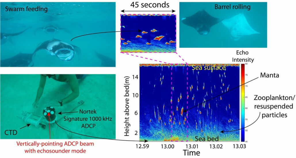 WEB_Fig-1.-The-echosounder-output-from-the-ADCP-in-Hanifaru-Bay ...