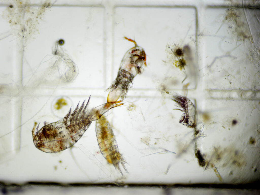 WEB_Manta-ray-food-(copepods)-under-the-microscope.-©Koan-Hughes - Save ...