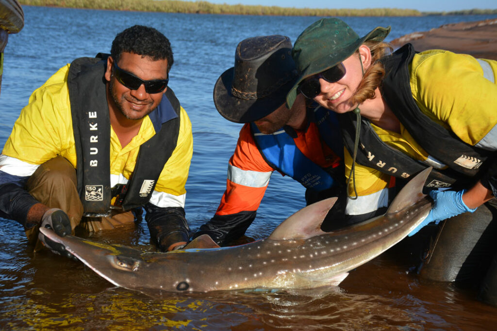What wedgefish is that? - Save Our Seas Foundation
