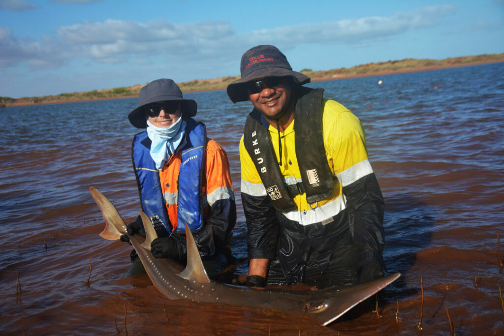 What wedgefish is that? - Save Our Seas Foundation