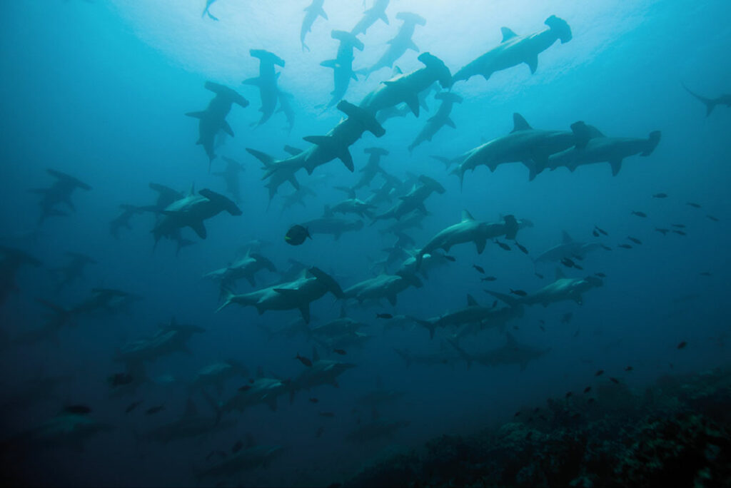 Hammerhead Sharks at stake - Save Our Seas Foundation