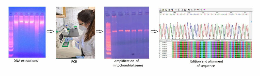 From DNA extraction to mitochondrial genes sequencing - Save Our Seas ...