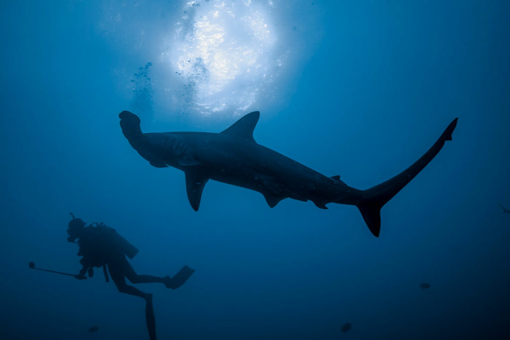 Population tendencies: a key tool to study marine fauna - Save Our Seas ...