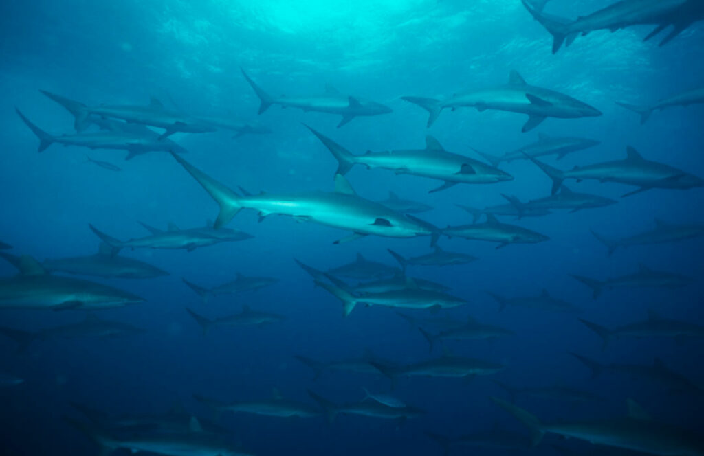 Population tendencies: a key tool to study marine fauna - Save Our Seas ...