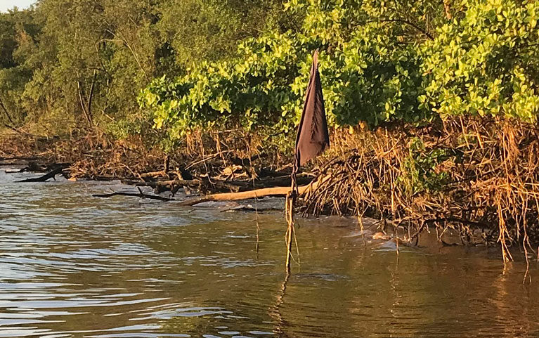Conserving largetooth sawfish on the Amazonian coast - Save Our Seas ...
