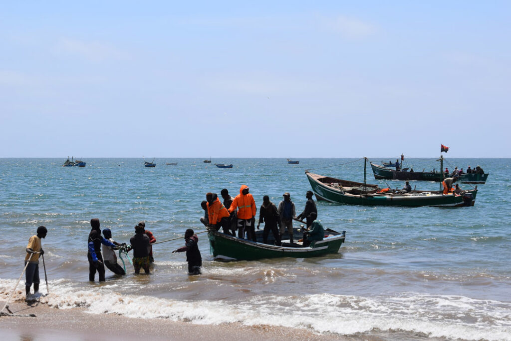 WEB_Fig.1.-Small-scale-fishery-landing-on-a-potencil-elasmobranch-site ...