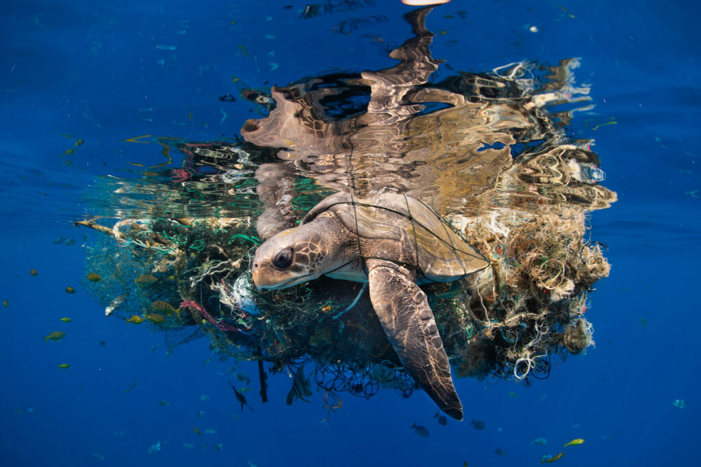 Marine Conservation Photographer of the Year 2023 - Save Our Seas ...