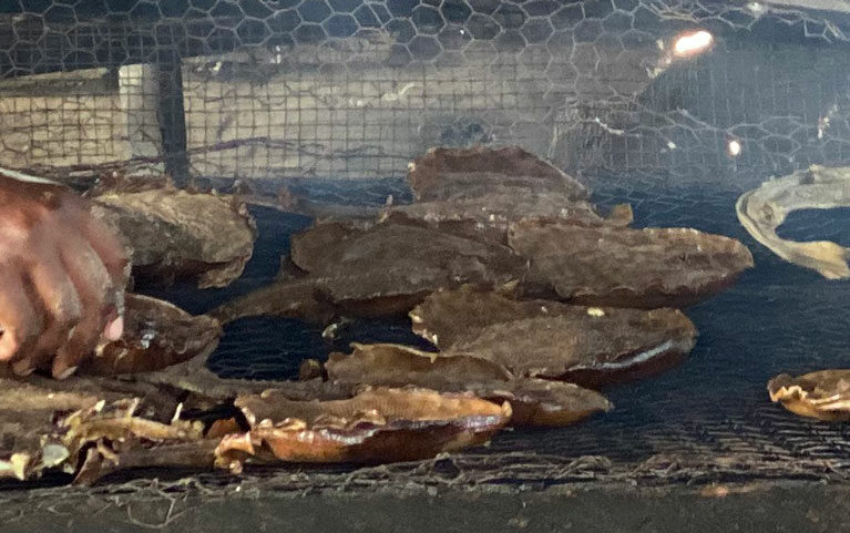 Protecting the African wedgefish in Ghana - Save Our Seas Foundation