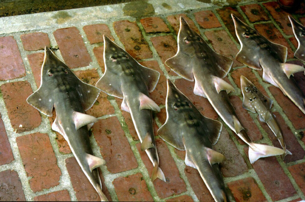 Tearing up the obituary for a lost wedgefish - Save Our Seas Foundation