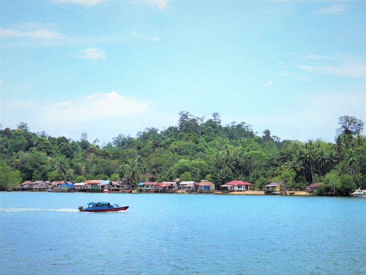 Tearing up the obituary for a lost wedgefish - Save Our Seas Foundation
