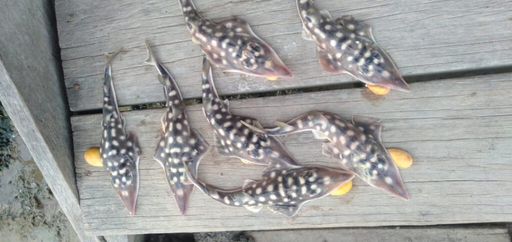 Finding the lost wedgefish - Save Our Seas Foundation