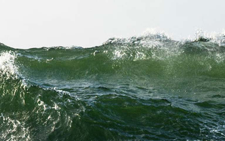Making sense of sharks, electromagnetic fields and magnetic senses ...