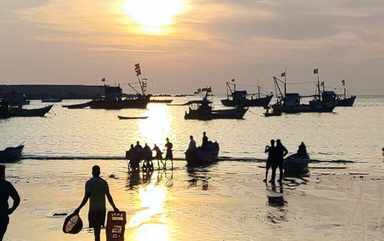 Getting to grips with sharks and rays in India’s fisheries - Save Our ...