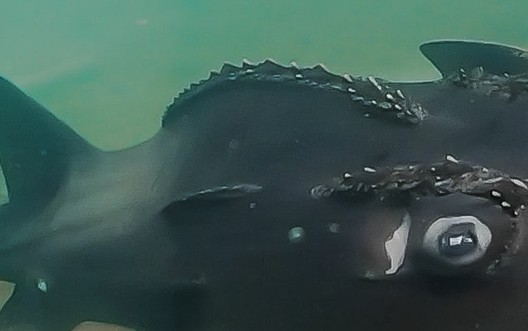 Tracking shark-like rays in Taiwan - Save Our Seas Foundation