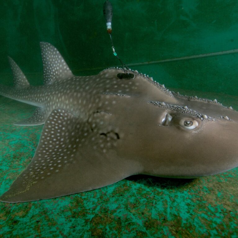 Tracking shark-like rays in Taiwan - Save Our Seas Foundation
