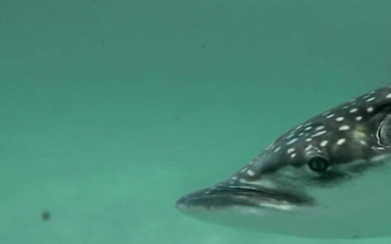 Counting eagle rays with close-kin mark-recapture - Save Our Seas ...