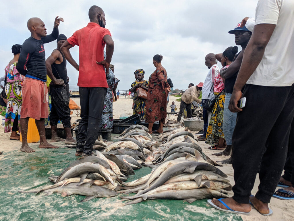 Building trust and capacity at landing sites - Save Our Seas Foundation