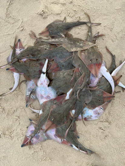 20230511_IM03_Pic3_Large-pile-of-juvenile-Critically-Endangered ...