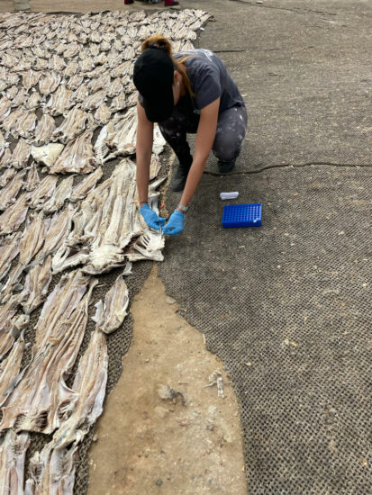 Finding the dried sharks of Angola - Save Our Seas Foundation